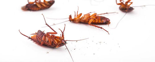 Les fourmis rouges : qui sont-elles et comment s'en débarrasser